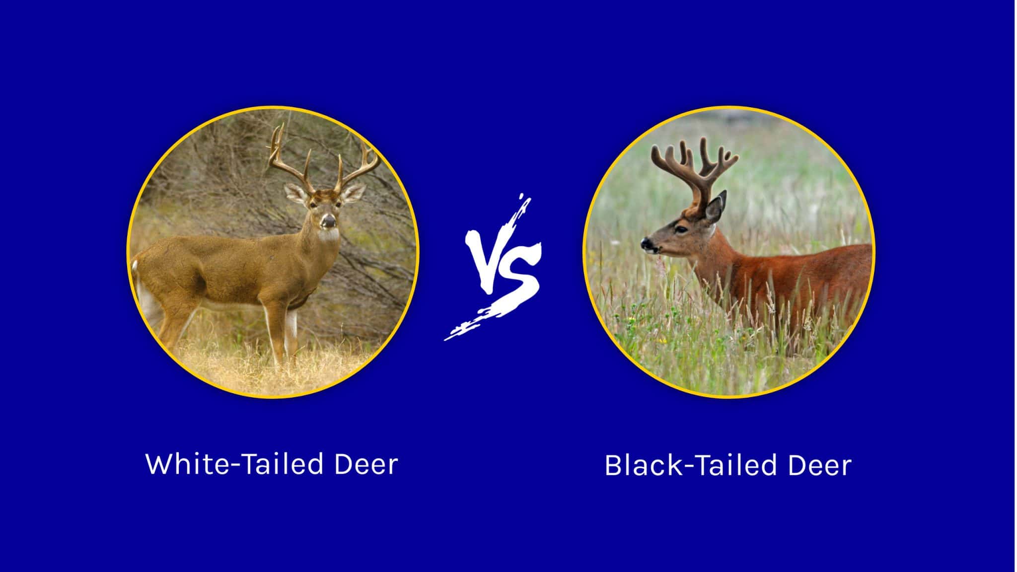 White-Tailed Deer vs. Black-Tailed Deer: What Are the Differences? - A ...