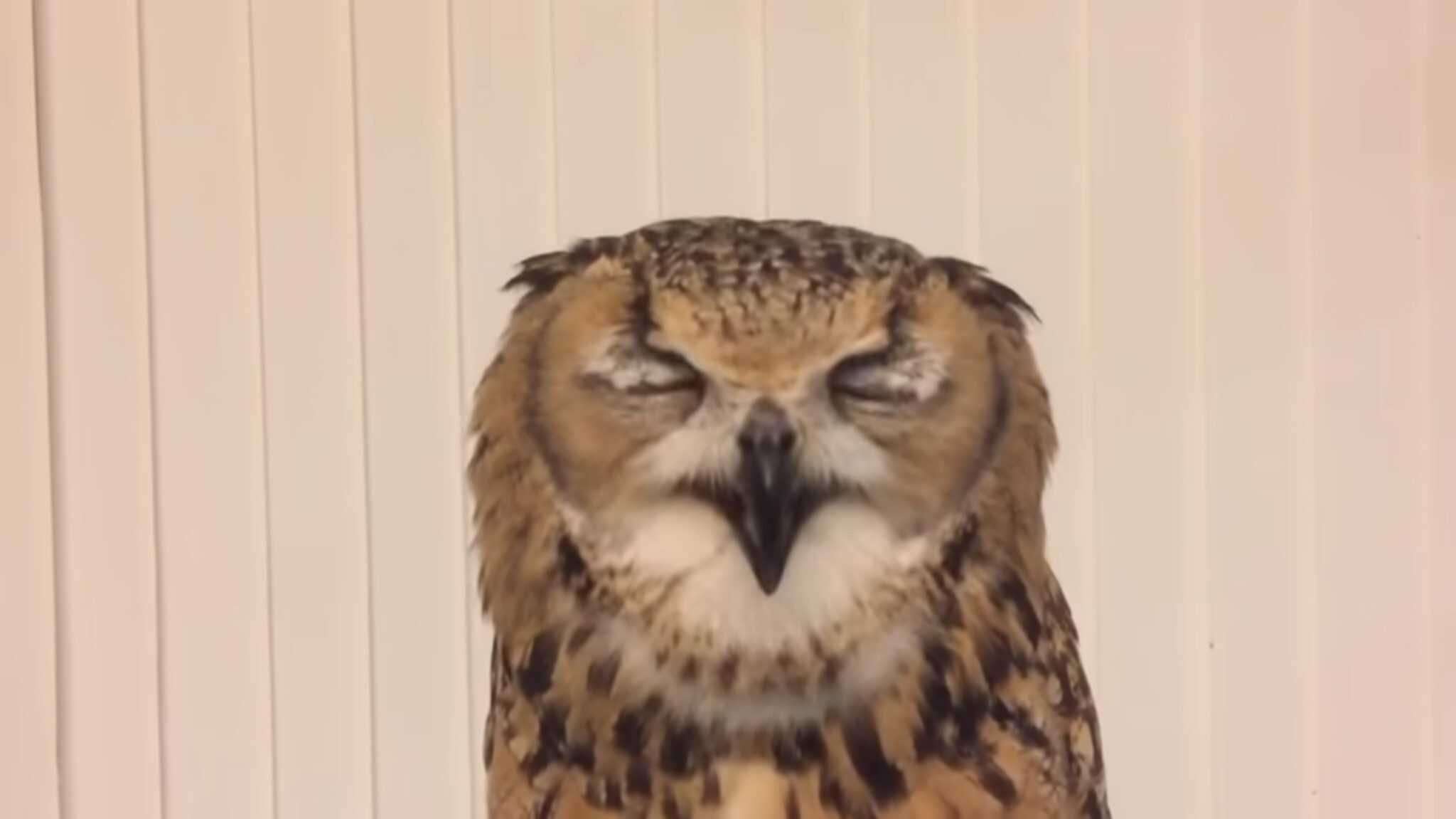 Do Owls Really Sneeze? - A-Z Animals