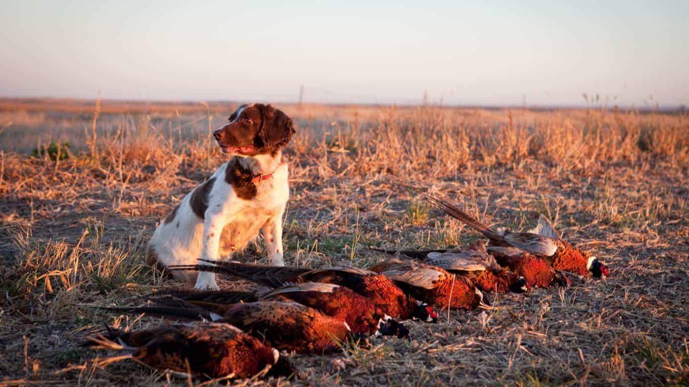 These Invasive Species Are Wrecking Havoc on the U.S. - A-Z Animals ...