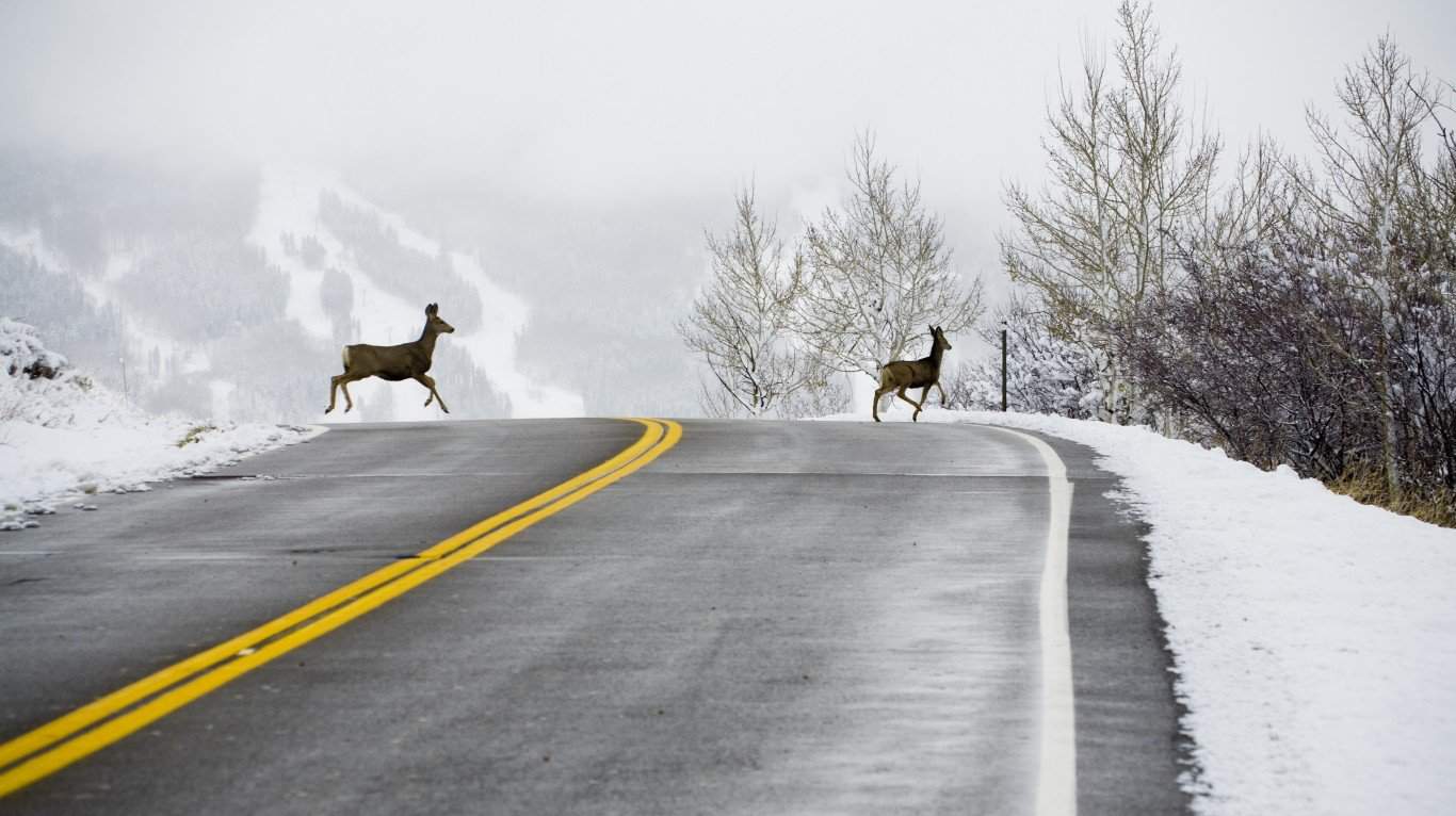 Think Wildlife Crossings Are Just for Deer? Colorado’s $15M Overpass ...