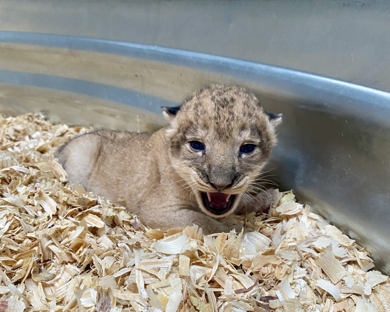 Meet the Newest Babies Born at the Audubon Zoo - A-Z Animals