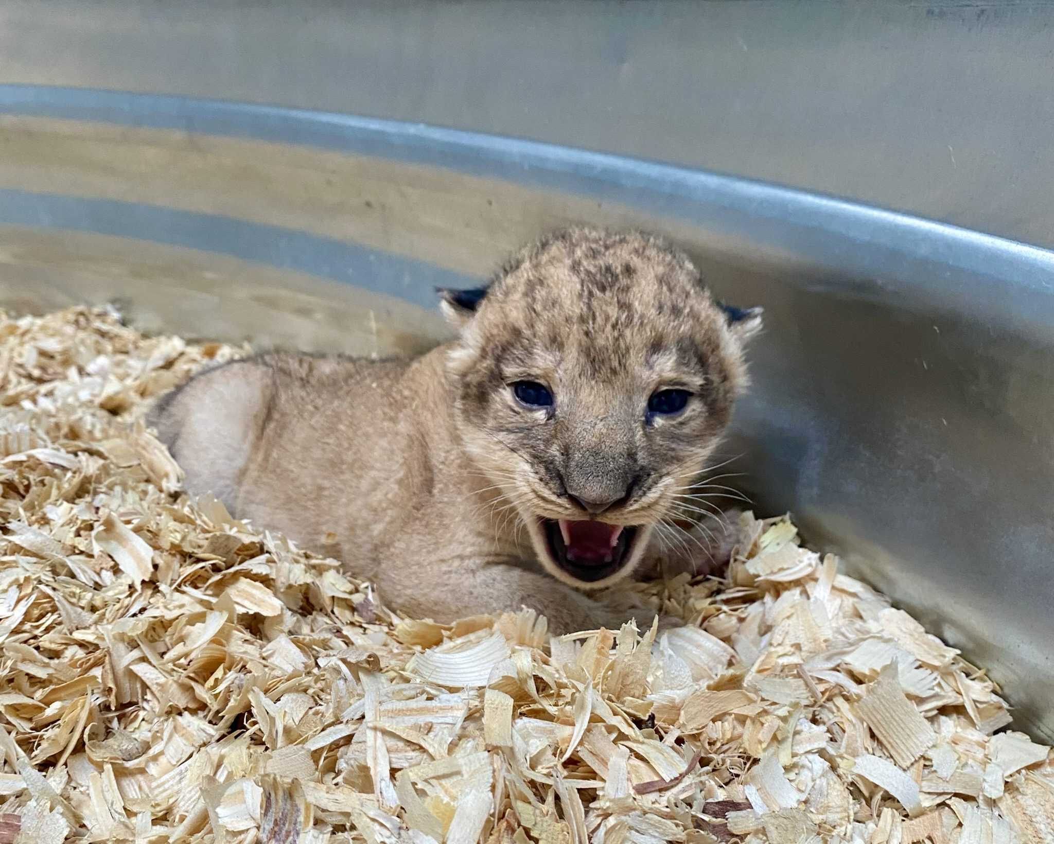 Meet the Newest Babies Born at the Audubon Zoo - A-Z Animals