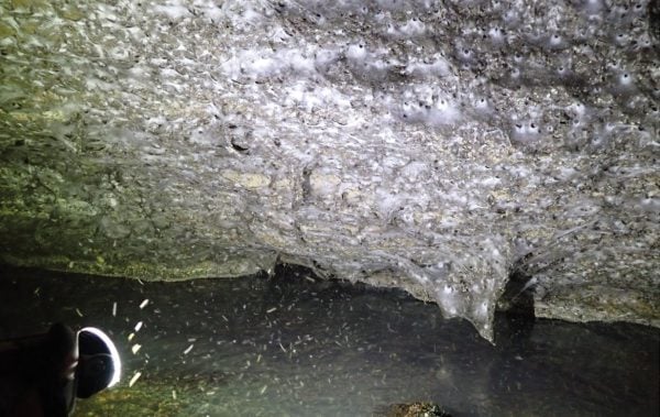 111,000 Spiders Build Giant Nests in Caves Filled with Sulfur Gas - A-Z ...