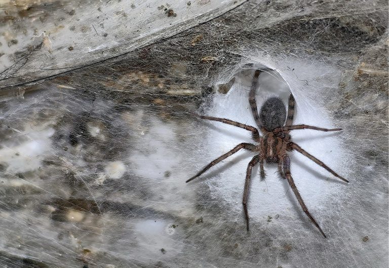 111,000 Spiders Build Giant Nests in Caves Filled with Sulfur Gas - A-Z ...