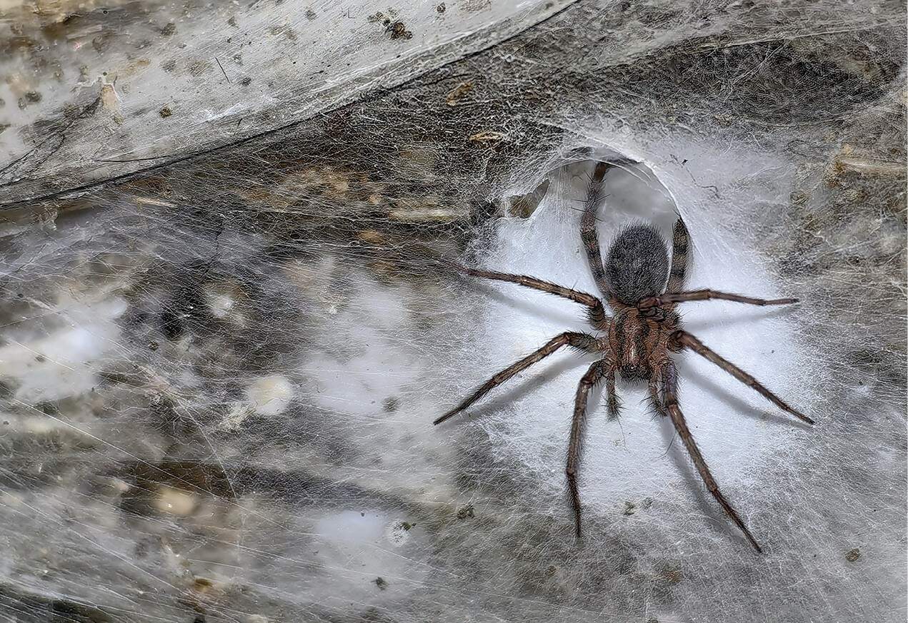 111,000 Spiders Build Giant Nests in Caves Filled with Sulfur Gas - A-Z ...