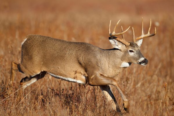 How Midwest Deer Hunting Seasons Change When You Cross State Lines - A ...