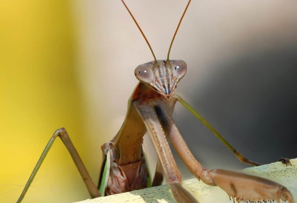 This Rescued Chinese Mantis Is Not Your Typical Pet - A-Z Animals