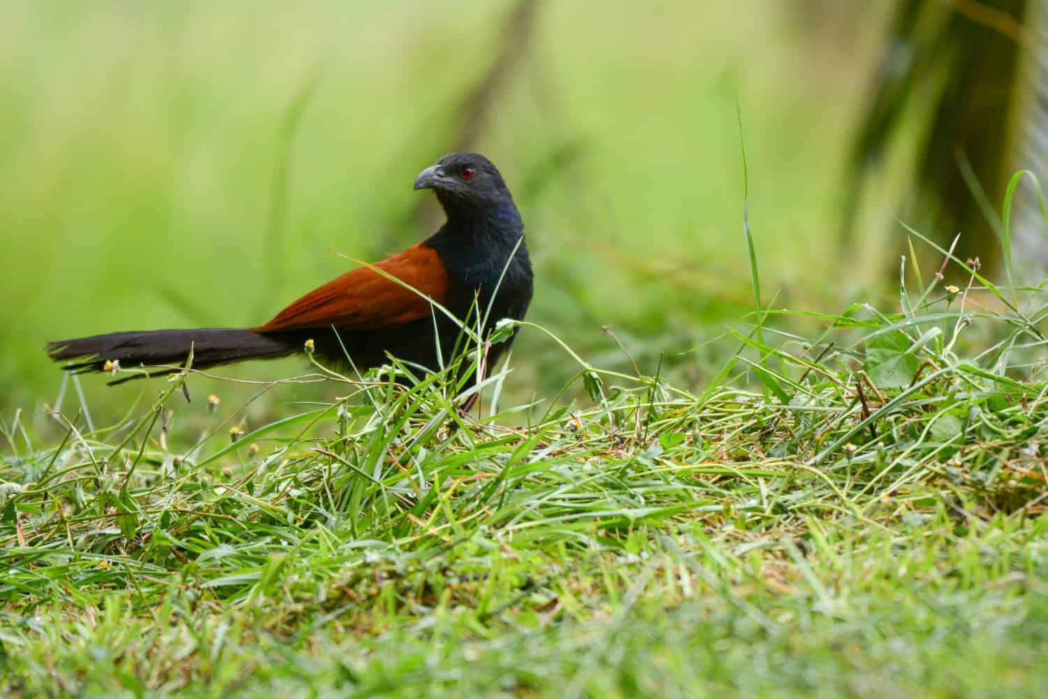 Coucal vs. Snake: Who's Going Down? - A-Z Animals