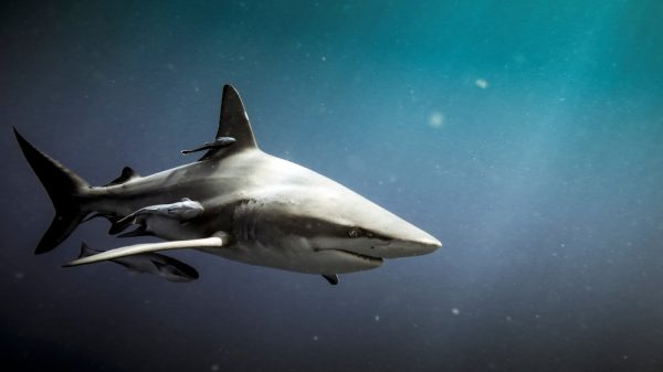 Beachgoer Saves Shark, Earns the Title of Real-Life Shark Boy - A-Z Animals