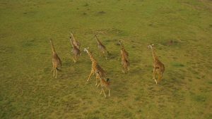 4 Species of Giraffe Explained: How Scientists Rethought the ...