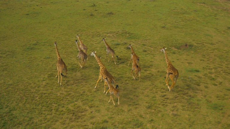 4 Species of Giraffe Explained: How Scientists Rethought the ...