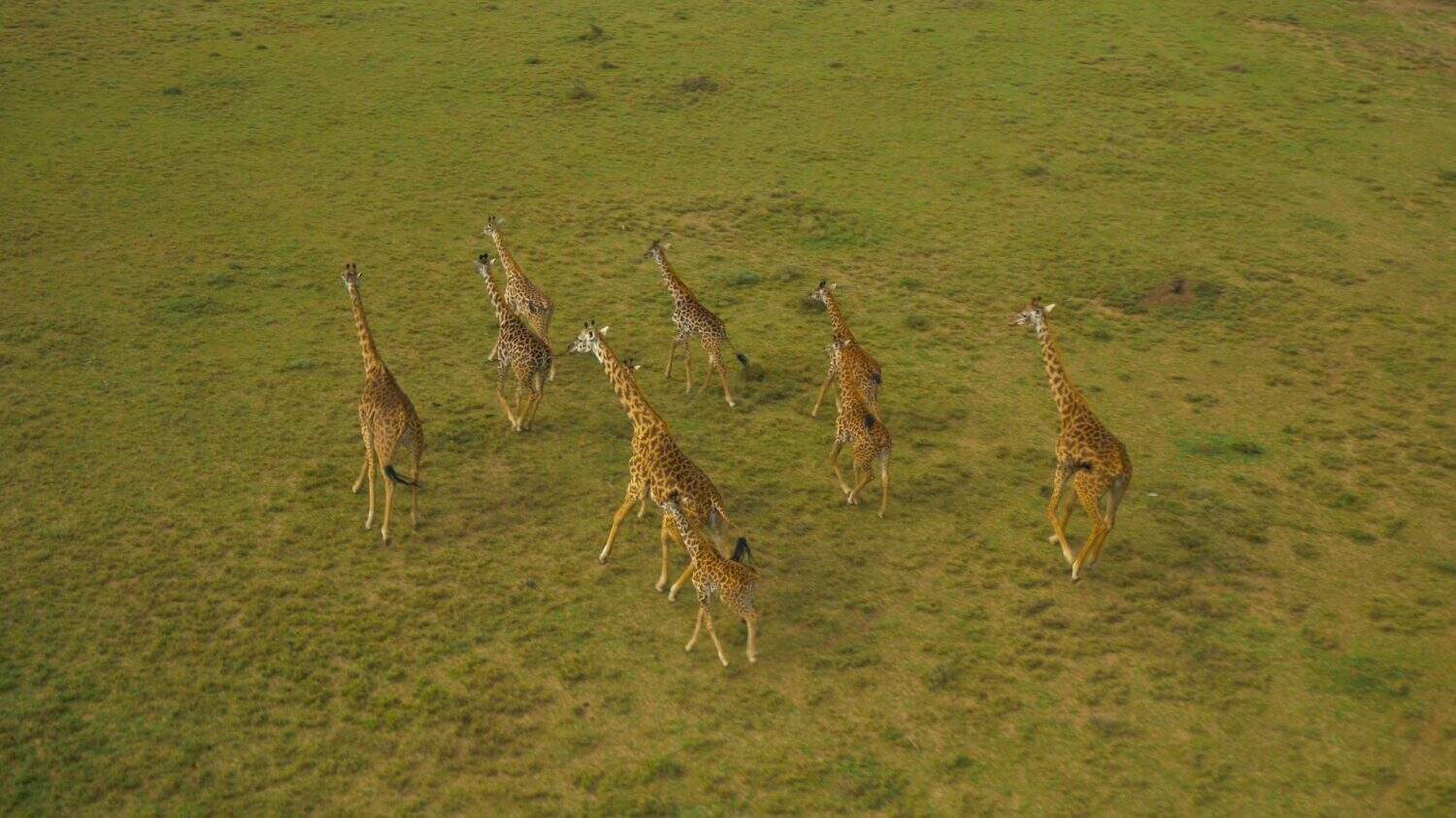 4 Species of Giraffe Explained: How Scientists Rethought the ...