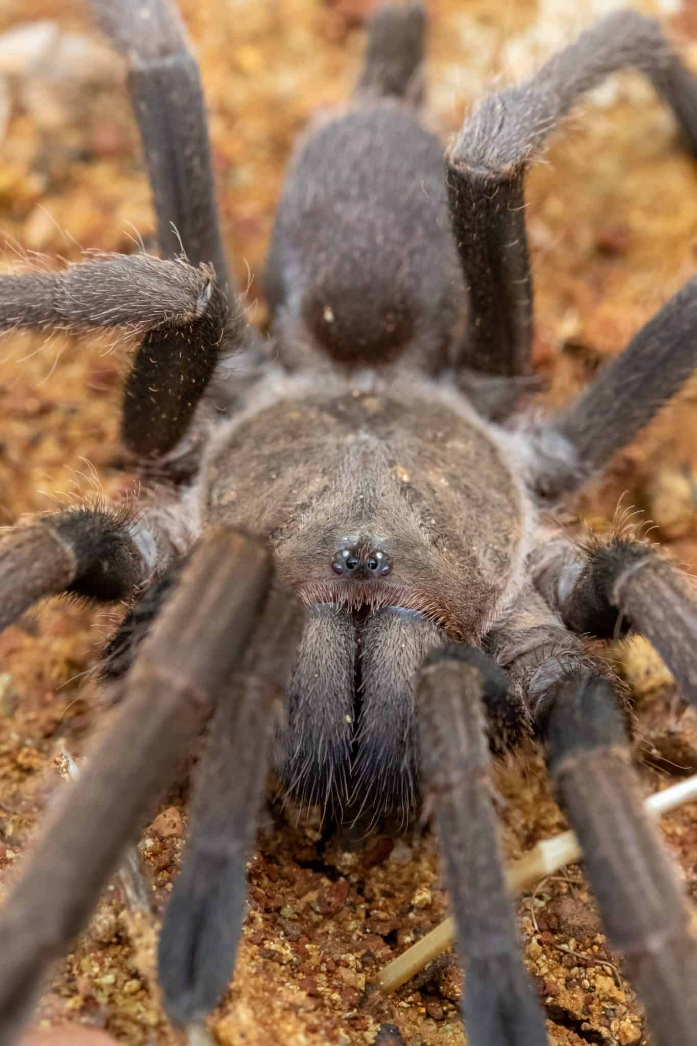 The Bird-Eating Tarantula That Nightmares Are Made Of - A-Z Animals