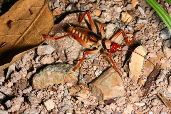 The Australian Cricket That Spins Silk Like a Spider - A-Z Animals