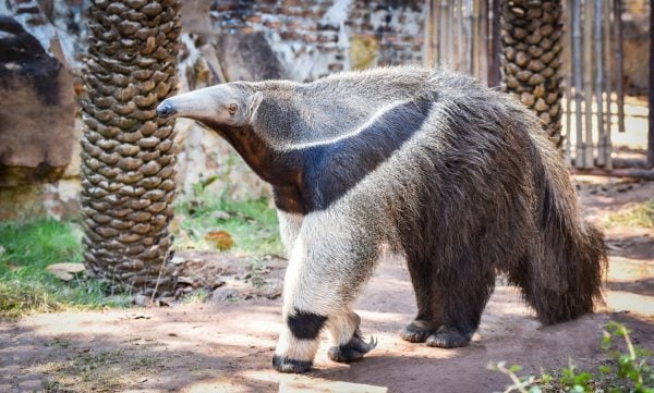 The Science Behind How Anteaters Feed - A-Z Animals