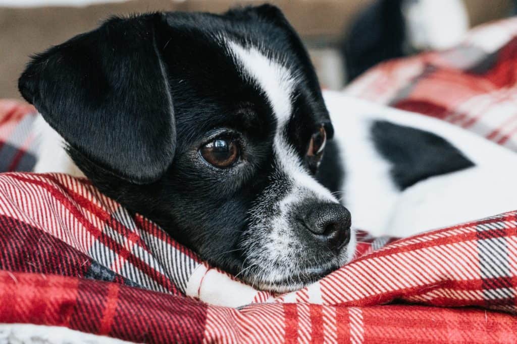 Jack-Chi Animal Pictures | A-Z Animals
