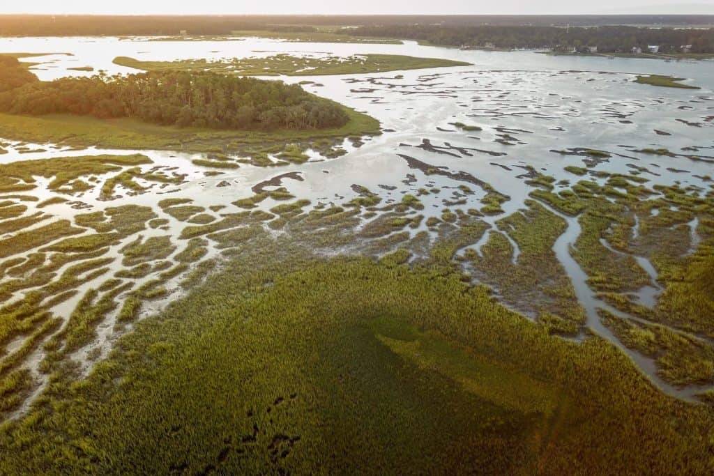 The Bizarre History of Morgan Island South Carolina’s Monkey Colony - A ...