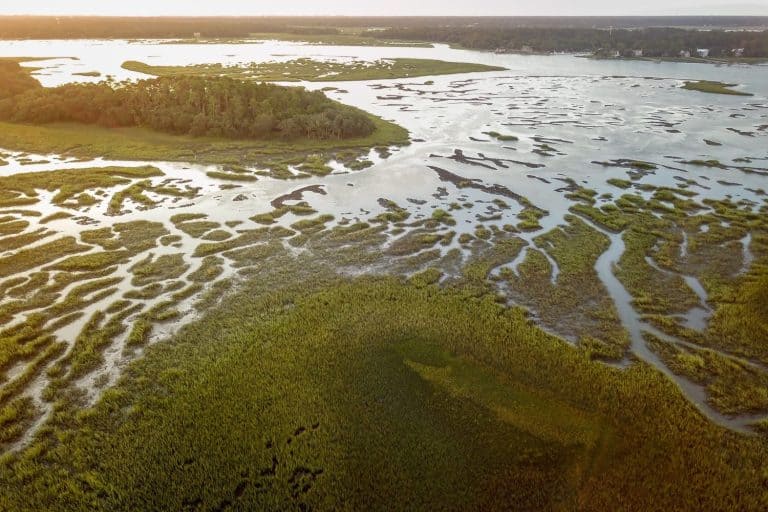 The Bizarre History of Morgan Island South Carolina’s Monkey Colony - A ...