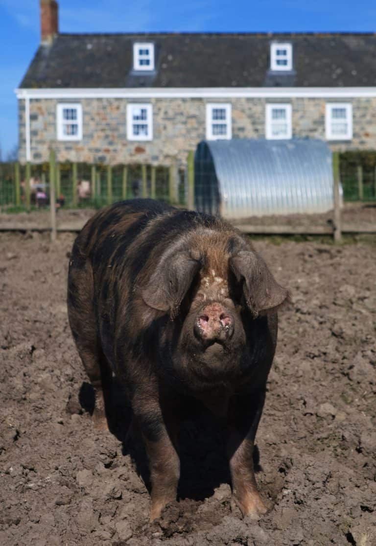 Heritage Breed Pigs: Why Raising Rare Breeds Matters for Biodiversity ...