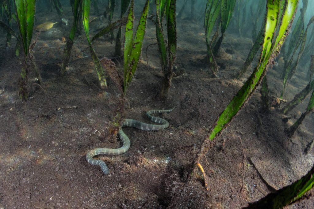 The Moment a Diver Encounters a Prehistoric Snake in the Middle of the ...