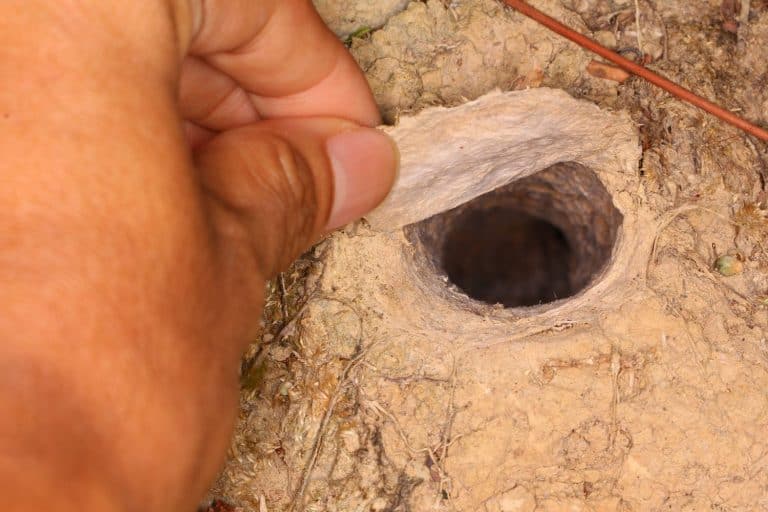 All About the Newly Discovered Trapdoor Spider - A-Z Animals