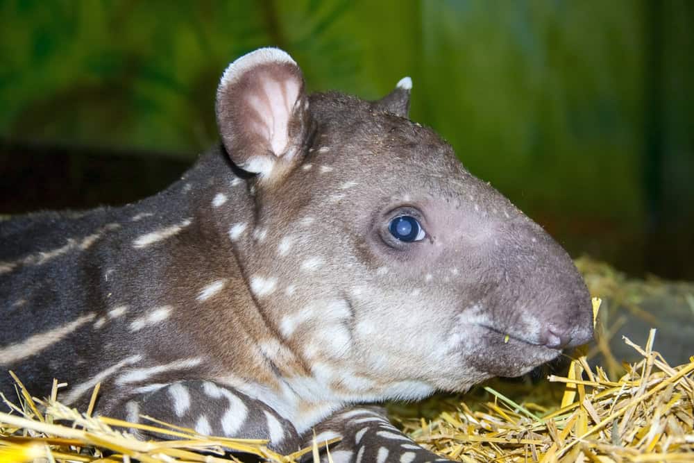 Atrocious or Adorable? Watch This Baby Tapir Chew Its Food - A-Z Animals