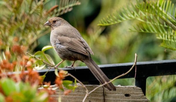 A Guide to the Animals of Pinnacles National Park - A-Z Animals