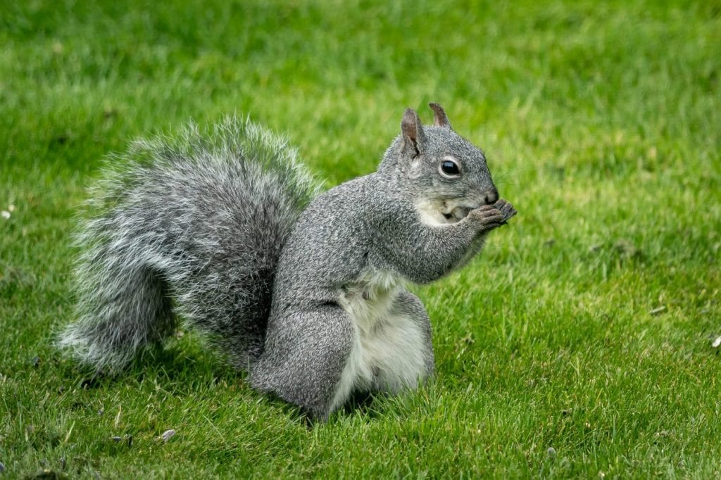 North America’s Most Common Squirrels and How to Tell Them Apart - A-Z ...