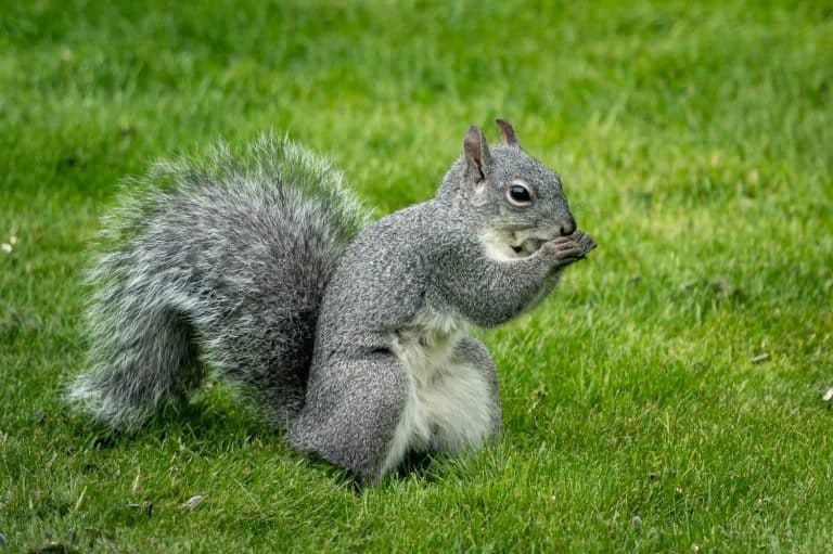 North America’s Most Common Squirrels and How to Tell Them Apart - A-Z ...
