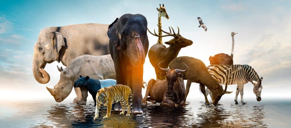 Why Wildlife Conservation Day Matters Now More Than Ever - A-Z Animals