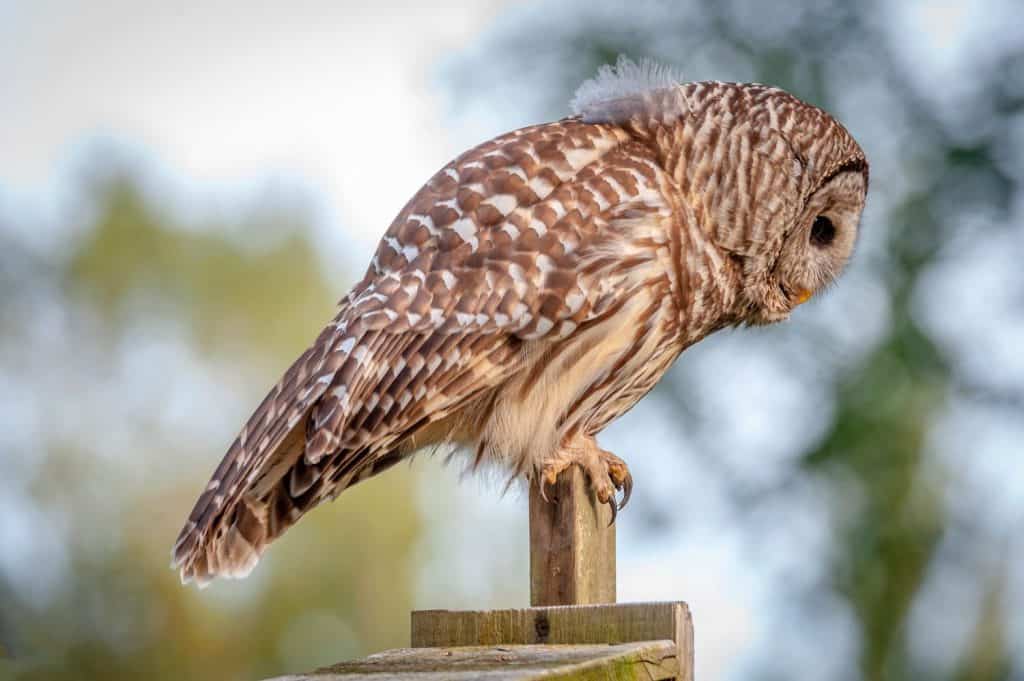 Why Barred Owls Are Considered 'Invasive' in the Western US - A-Z Animals