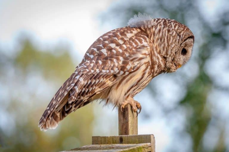 Why Barred Owls Are Considered 'Invasive' in the Western US - A-Z Animals