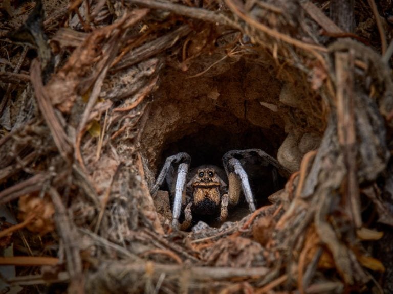 A Half-Male, Half-Female Spider Was Just Discovered - A-Z Animals