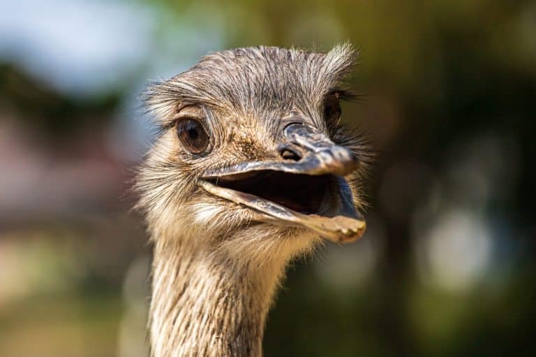 Rhea Animal Pictures | A-Z Animals