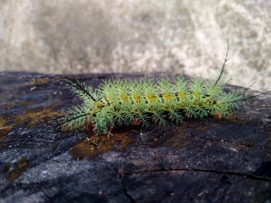 The Deadly “Dancing Caterpillar” of South America - A-Z Animals
