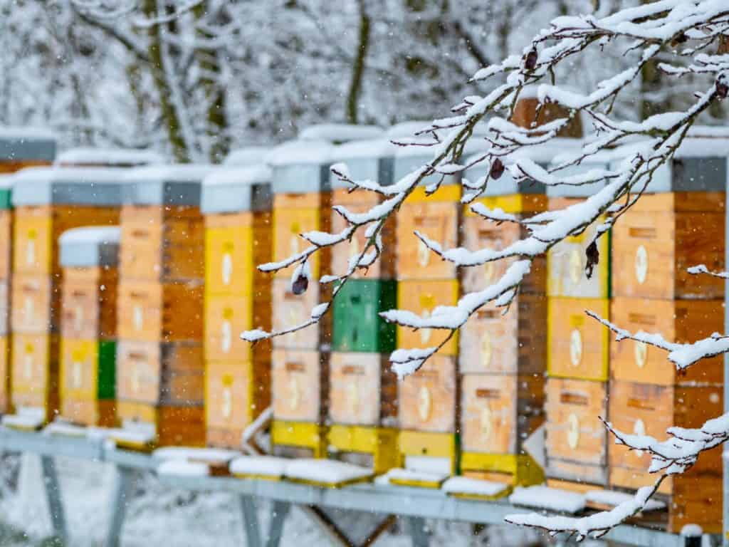 How Bees Spend the Winter - A-Z Animals