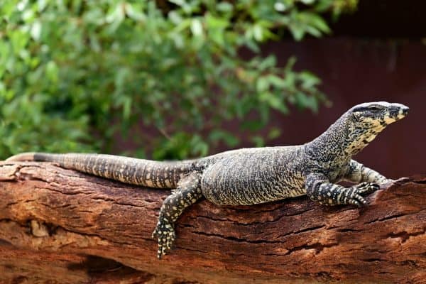 The Giant Lizard Turning Up at Australian Schoolyards - A-Z Animals