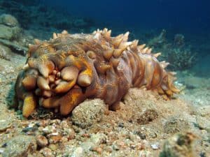 Have You Ever Seen a Sea Cucumber Poop? - A-Z Animals