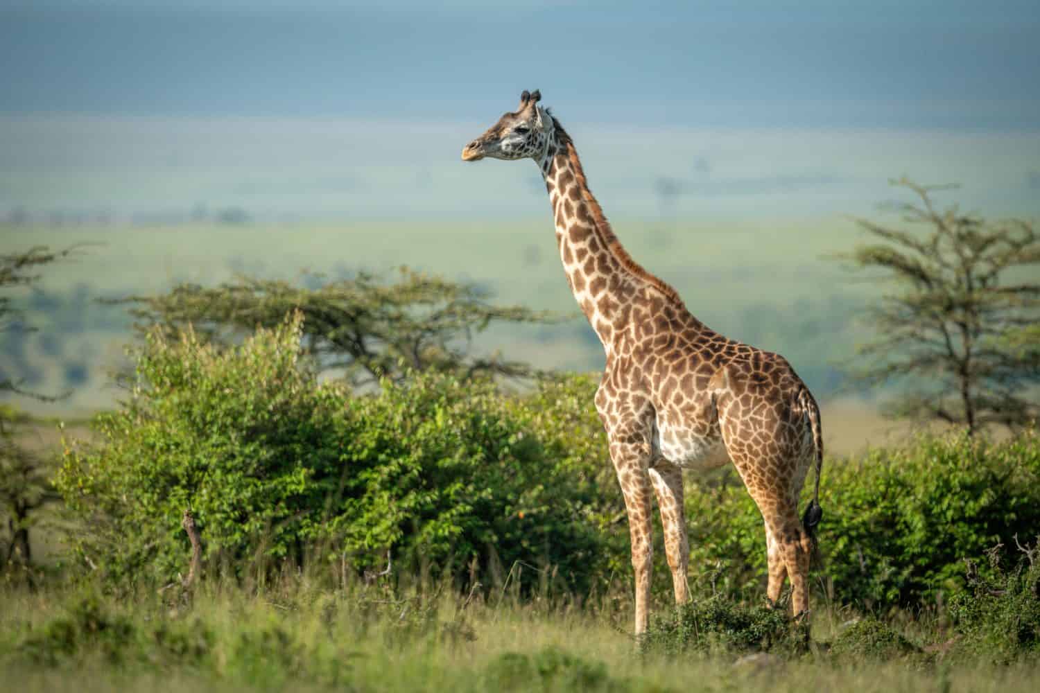 Giraffes Have Superpowered Hearts That Keep Them Standing Tall - A-Z ...