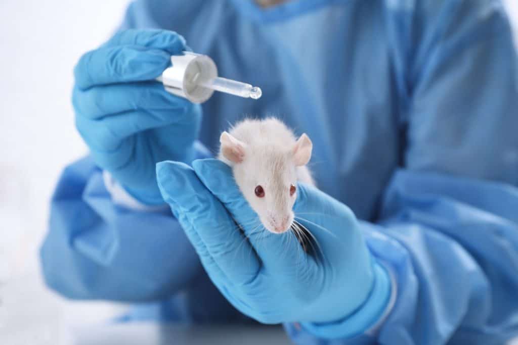 Animal Testing: Which Products Still Use Animals and What Are the ...