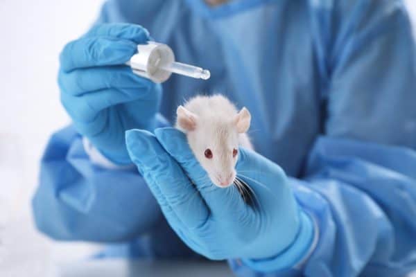 The Reality of Animal Testing Today - A-Z Animals