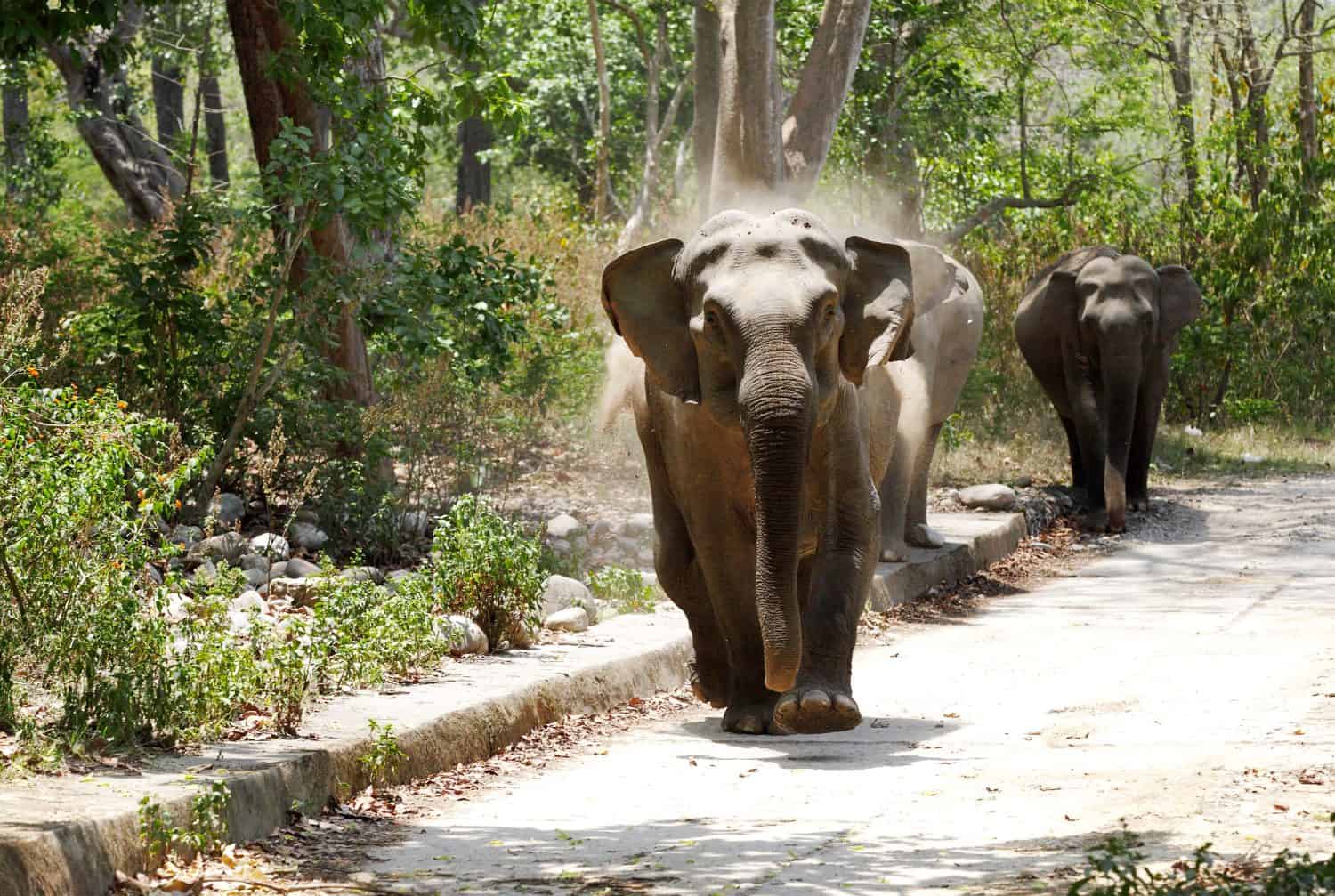 The Sacred Status of Cows, Elephants, and Monkeys in Hinduism - A-Z Animals