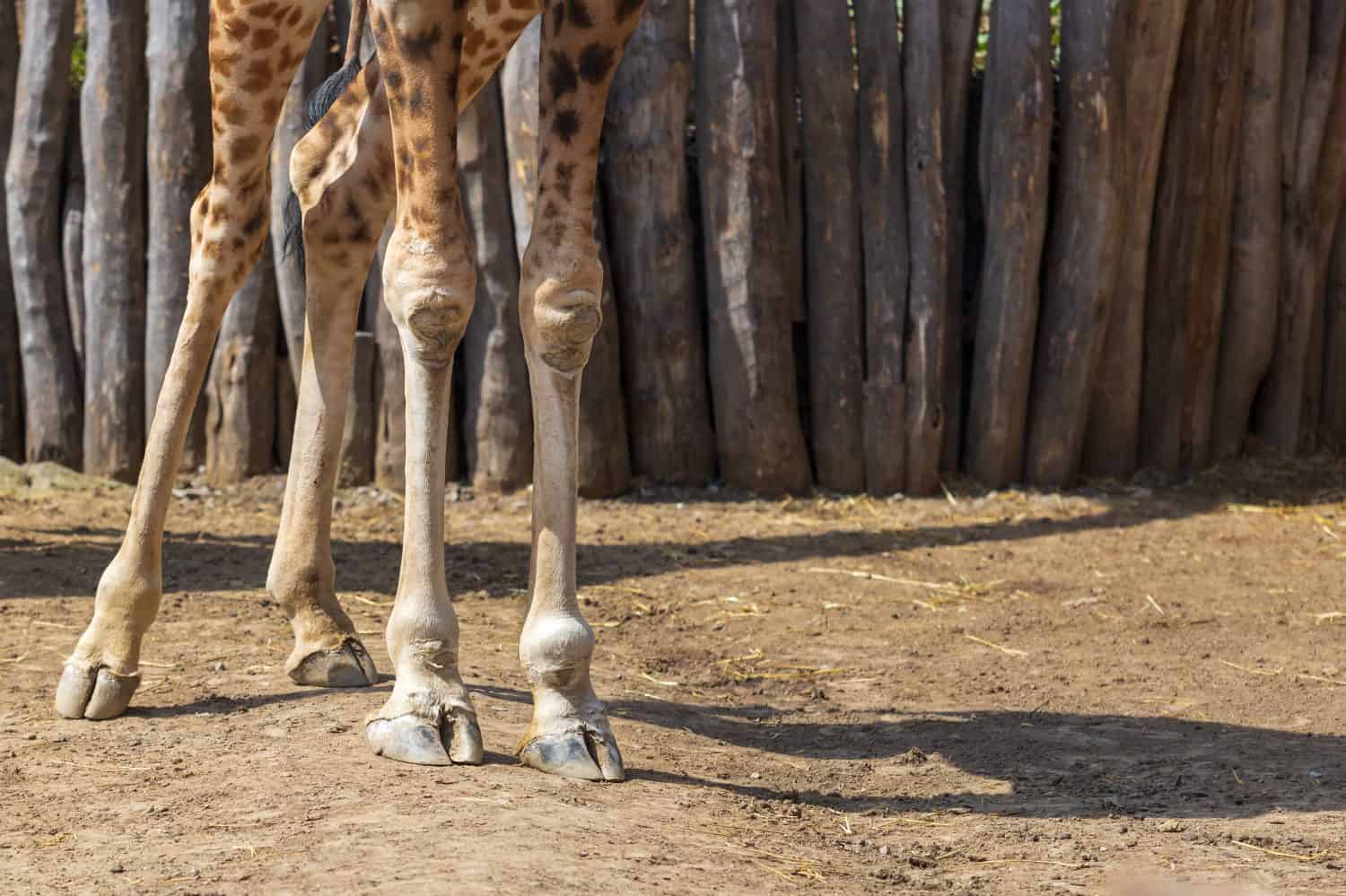 Giraffes Have Superpowered Hearts That Keep Them Standing Tall - A-Z ...