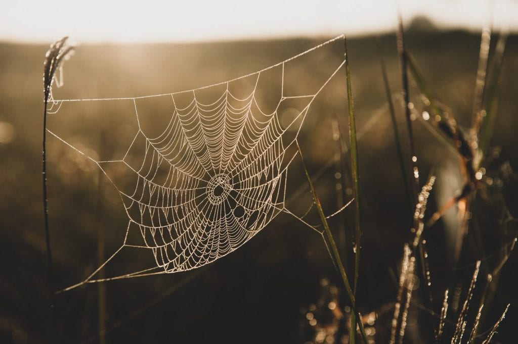 How Spiders Avoid Getting Trapped in Their Own Webs - A-Z Animals