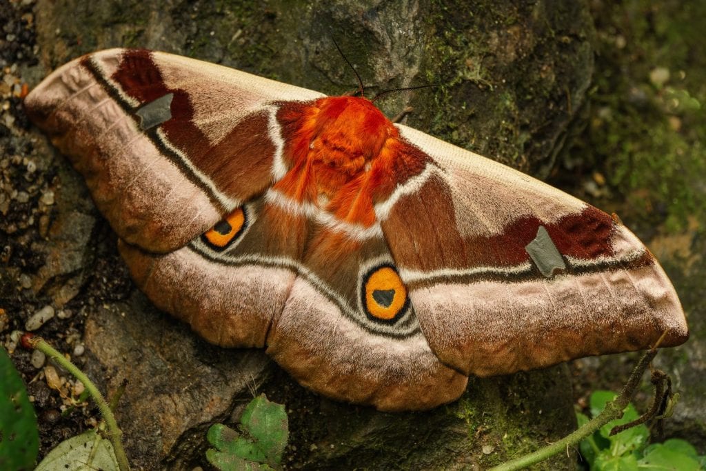 The Enormous Caterpillars That Grow Into Eight-Inch-Wide Moths - A-Z ...