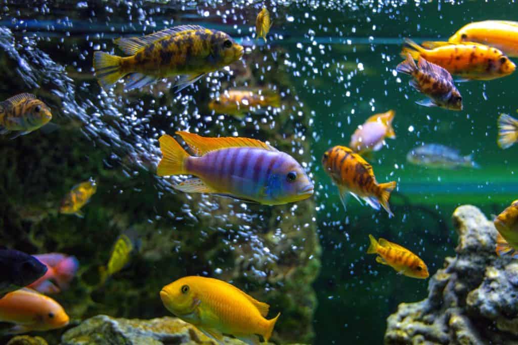 A Beginner's Guide to Freshwater and Saltwater Tanks - A-Z Animals