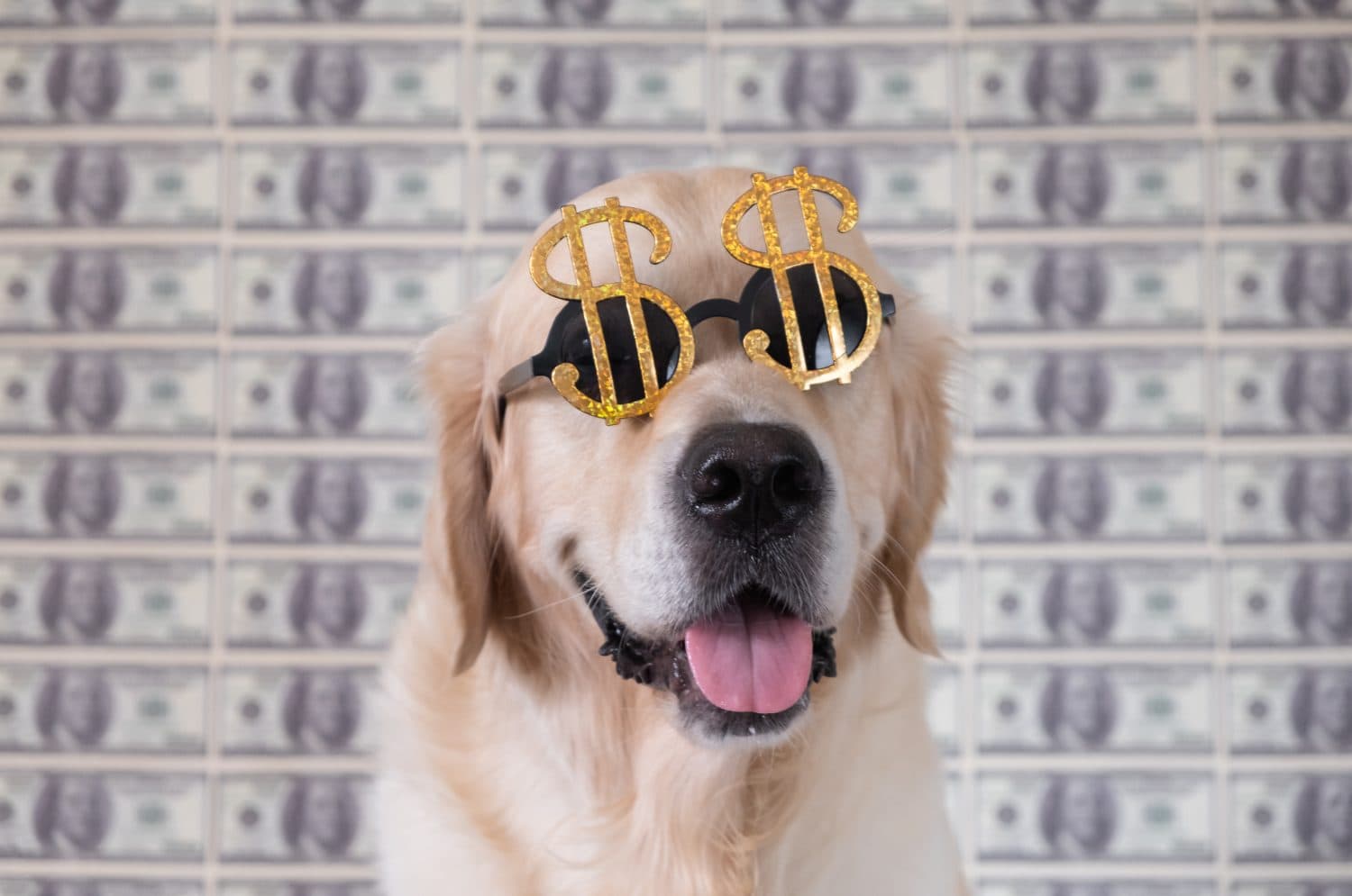Check Out This $1 Million Dog - A-Z Animals