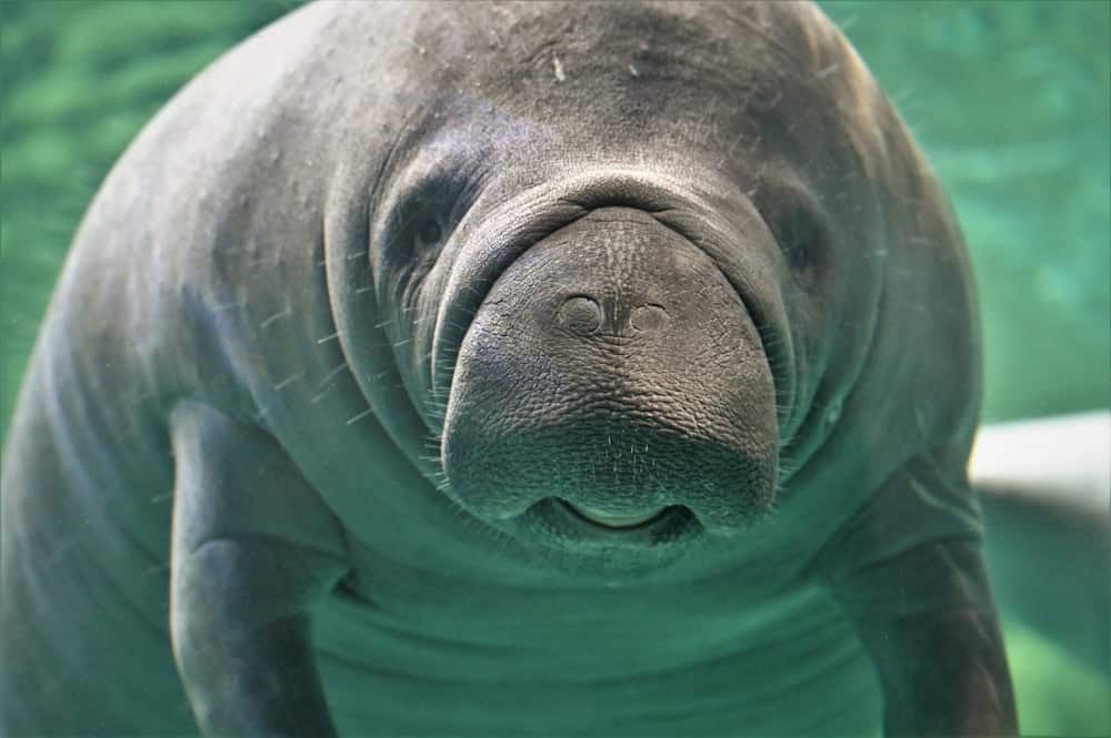 Meet Sara, the Supersized Florida Manatee That Weighs More Than a ...