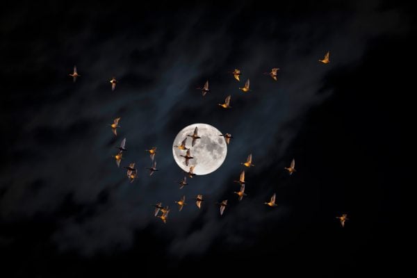 Over 1.2 Billion Birds Tracked in a Single Migration Surge - A-Z Animals