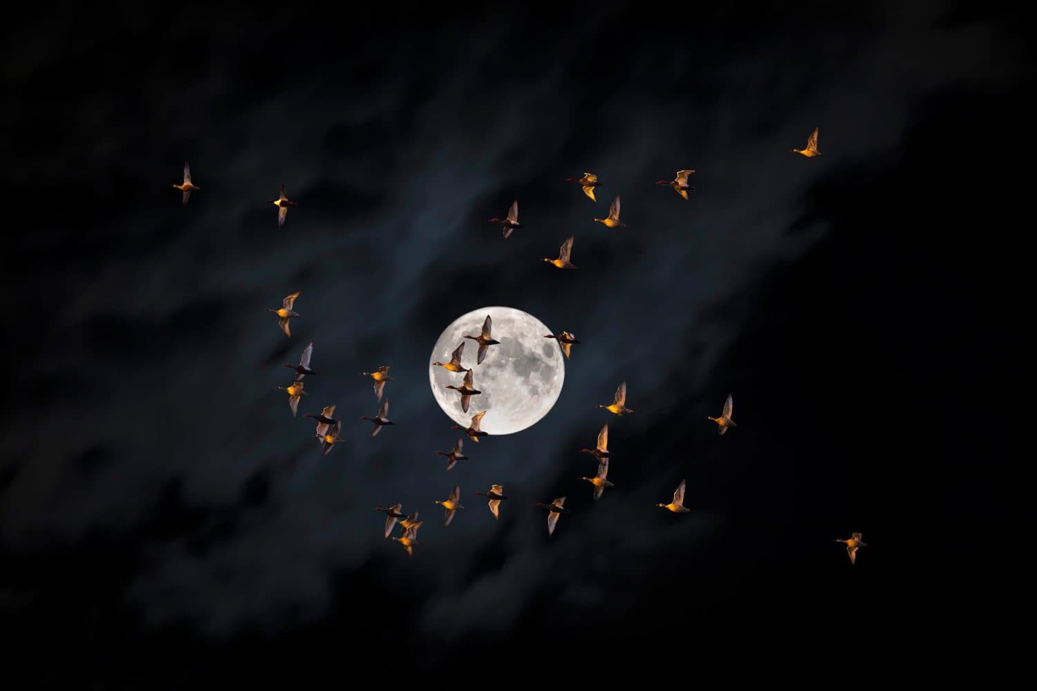 Radar Reveals the Sky as a ‘Living Habitat’ — What This Means for Birds ...